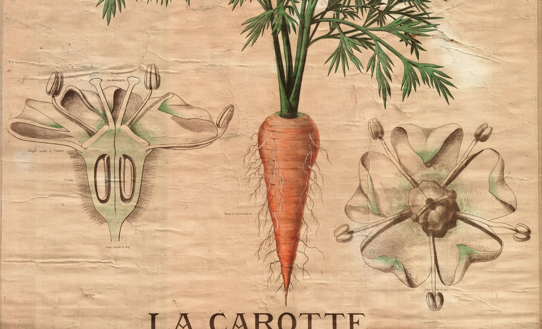 The carrot cataplasm – Thomas Morris